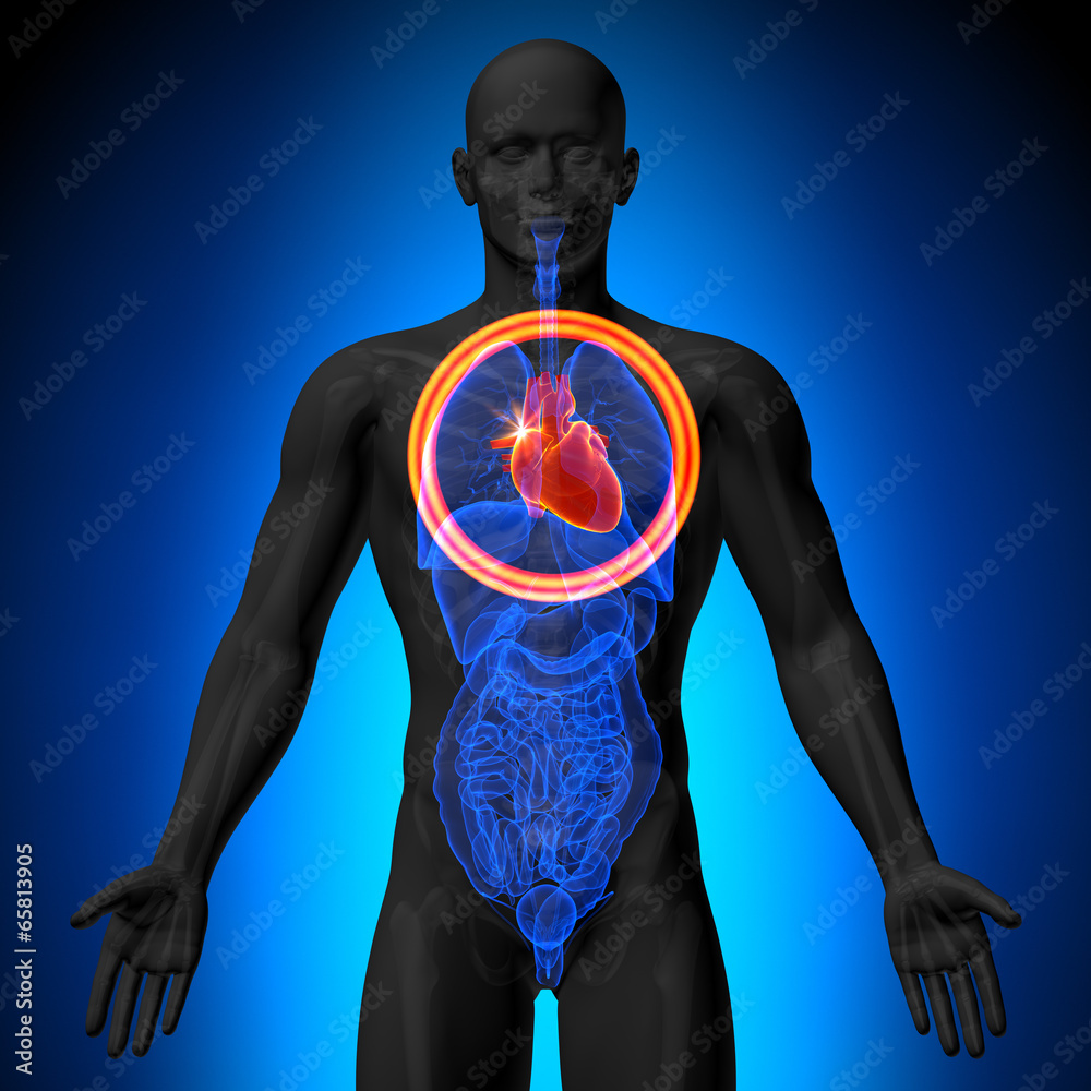 Heart - Male anatomy of human organs Stock Illustration | Adobe Stock
