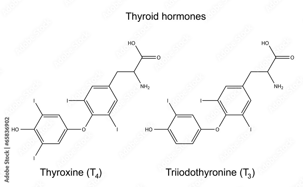Structural Chemical Formulas Of Thyroid Hormones Stock Vector Adobe Stock