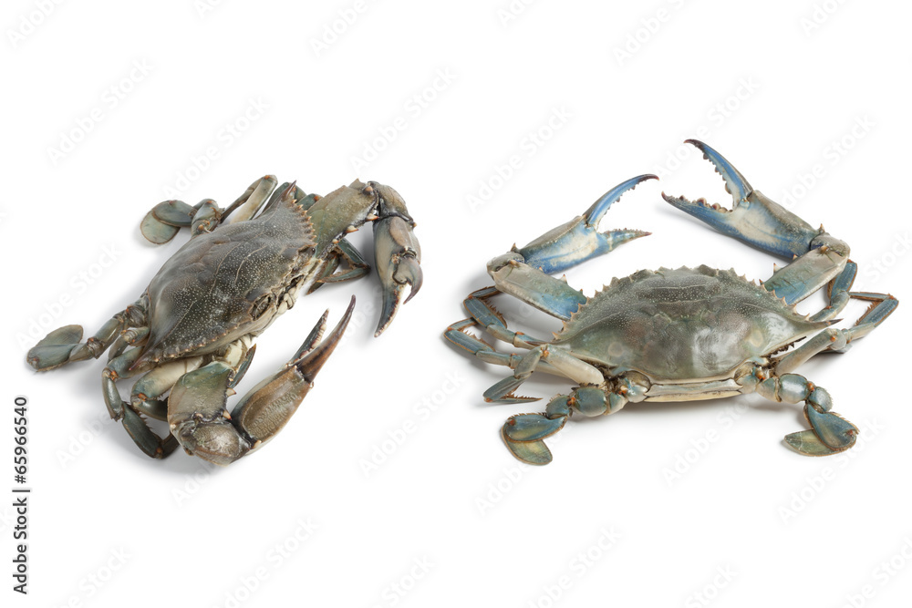Two blue crabs Stock Photo | Adobe Stock