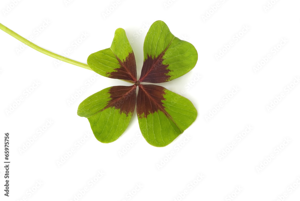 Kleeblatt Stock Photo | Adobe Stock