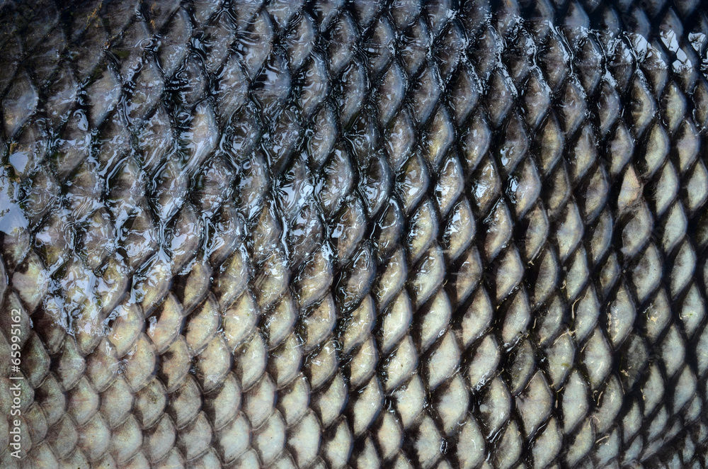 dense scale of fish as a background Stock Photo | Adobe Stock