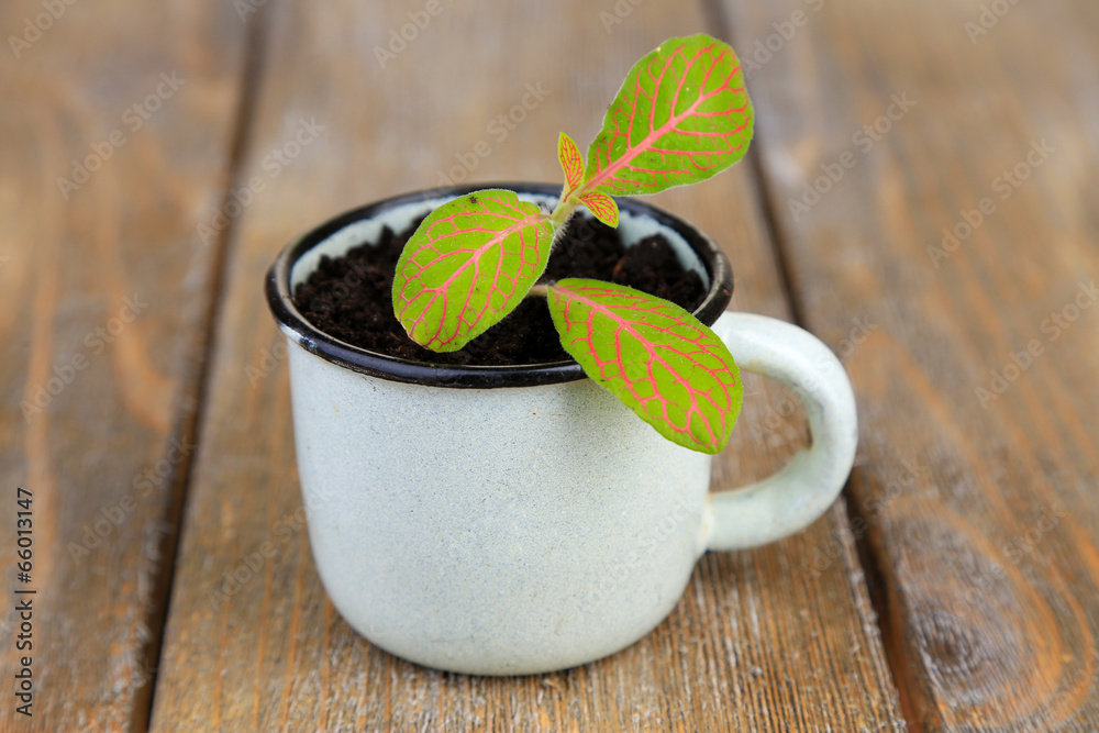 Young plant in mug on color wooden background Stock Photo | Adobe Stock