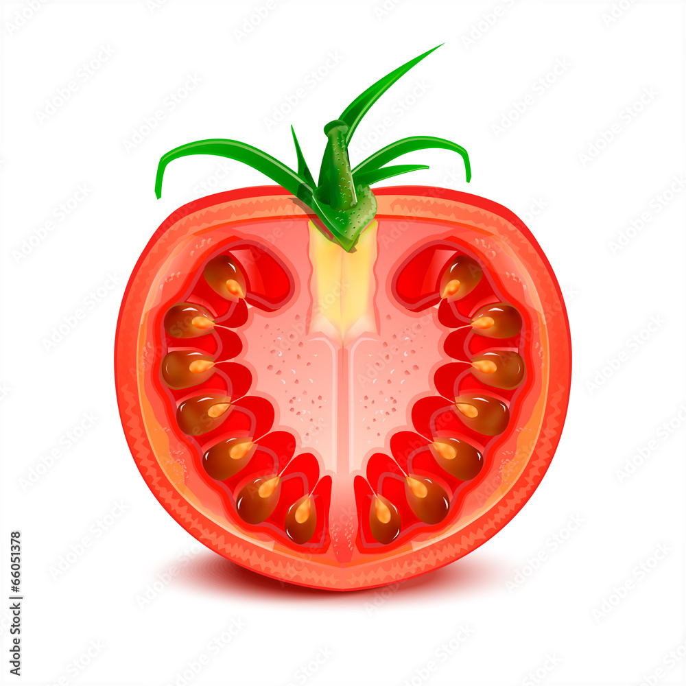 Tomato Slice Vector