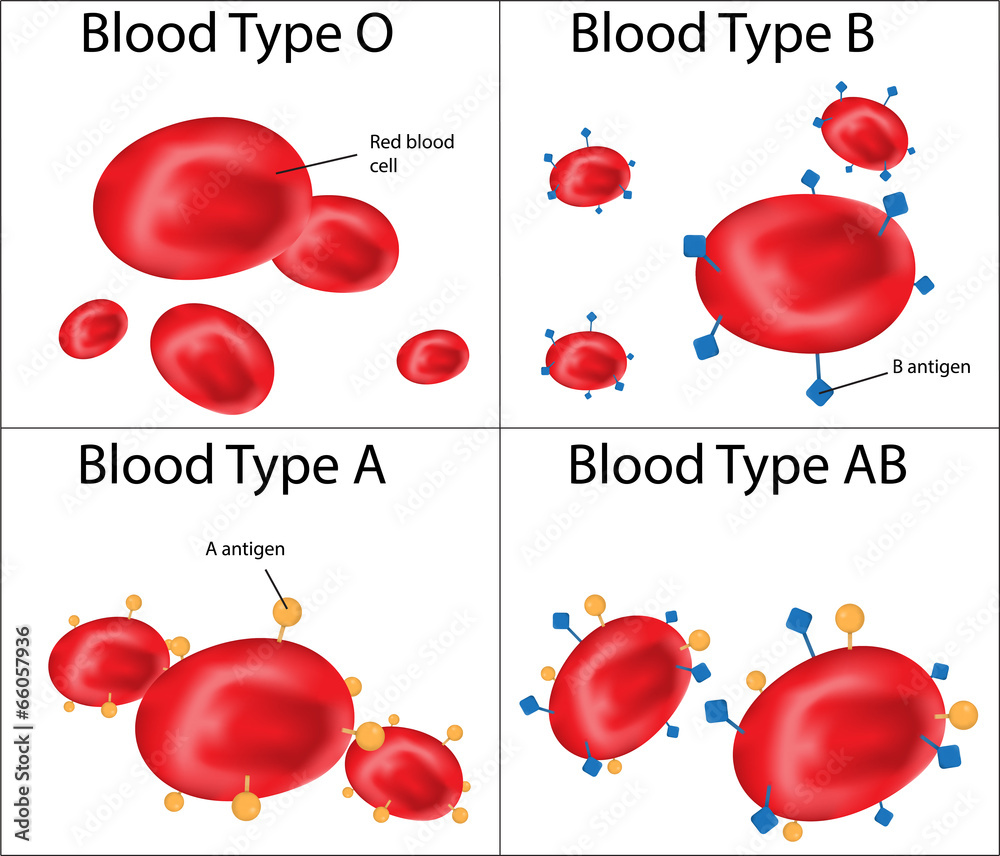 ABO Blood Group Labeled Diagram Stock Vector | Adobe Stock