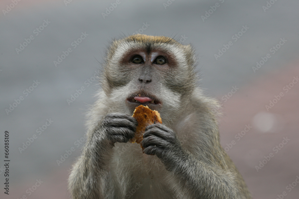 kleiner makake Affe beim Fressen Stock Photo | Adobe Stock