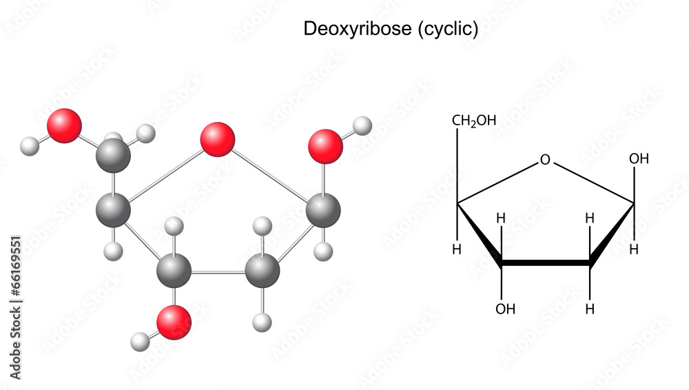 Structural chemical formula and model of deoxyribose Stock Vector | Adobe Stock