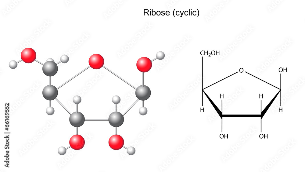 Structural chemical formula and model of ribose Stock Vector | Adobe Stock