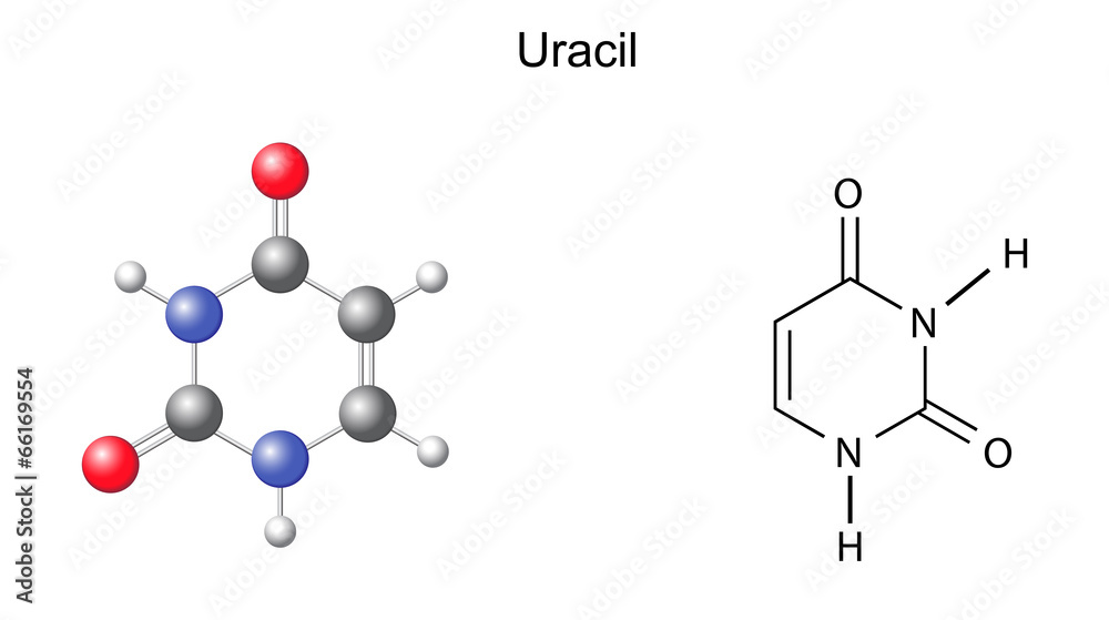 Chemical structural formula and model of uracil Stock Vector | Adobe Stock