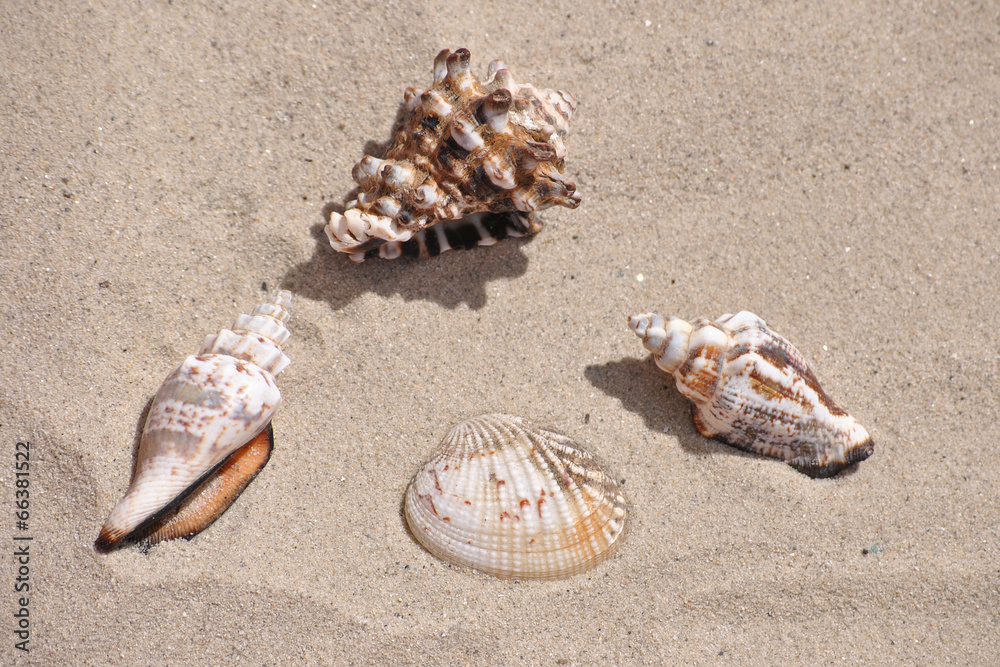 Schelpen op het strand Stock Photo | Adobe Stock