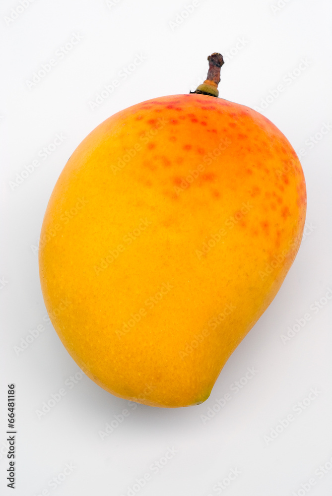 Alphonso Mango (Mangifera indica) Stock Photo | Adobe Stock