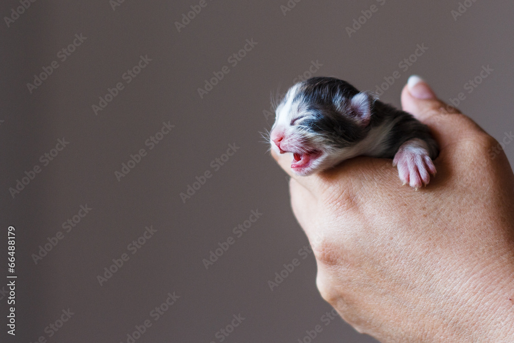 Hallo??? Stock Photo | Adobe Stock