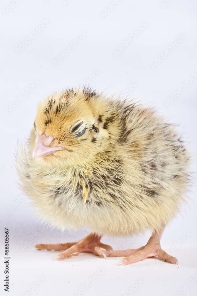 Baby Quail