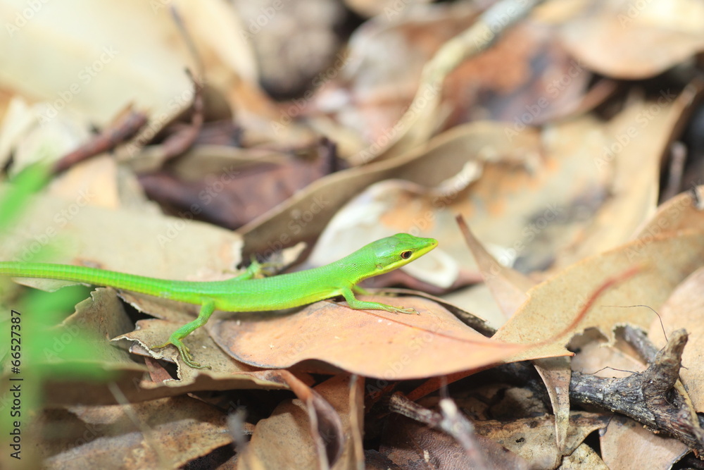 Sakishima grass lizard (Takydromus dorsalis) in Ryukyu Island Stock ...