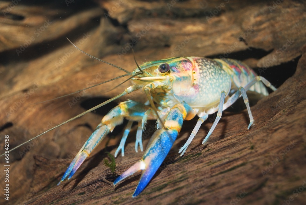 colorful Australian blue crayfish - cherax quadricarinatus Stock Photo ...