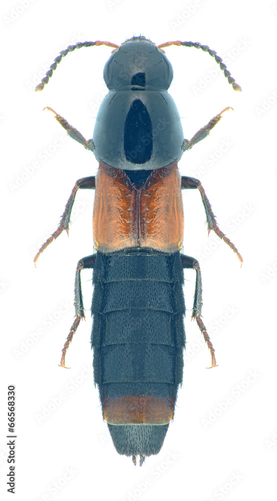 Beetle Quedius molochinus Stock Photo | Adobe Stock