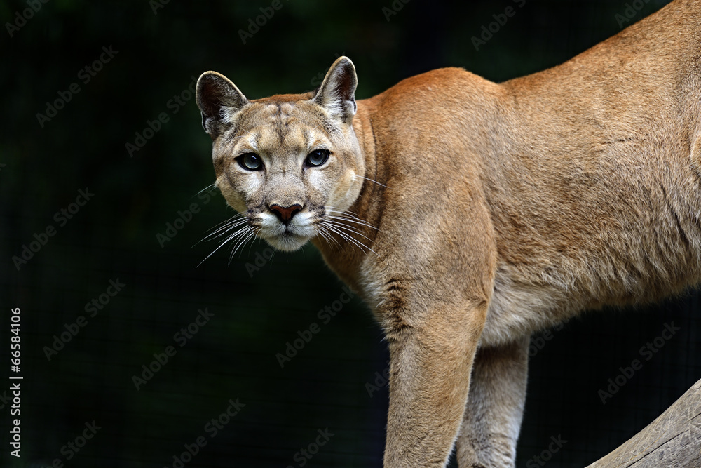 Puma Stock Photo | Adobe Stock