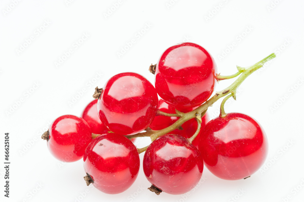 red currant Stock Photo | Adobe Stock