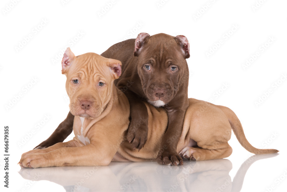 Red Nose Pit Bull Terrier Puppies