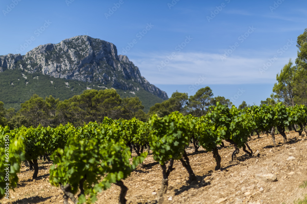 vigne Stock Photo | Adobe Stock