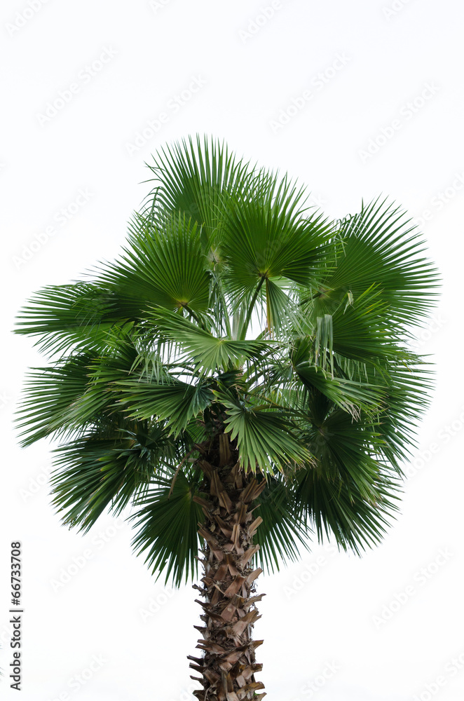Palm isolated on white background Stock Photo | Adobe Stock