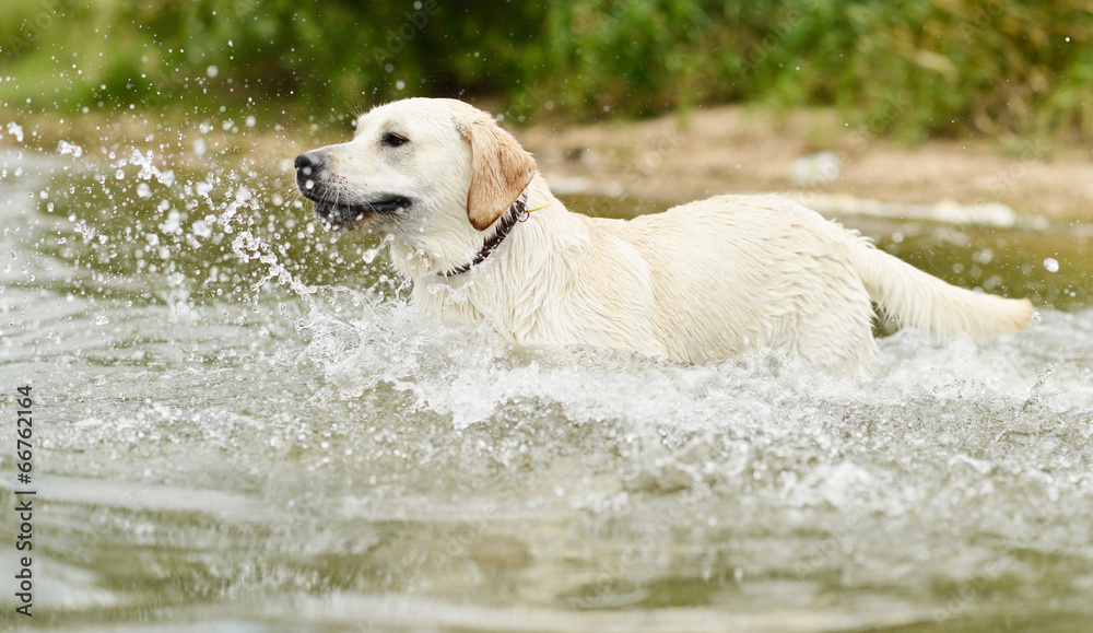 Labrador Retriever de sauter dans l'eau Stock Photo | Adobe Stock