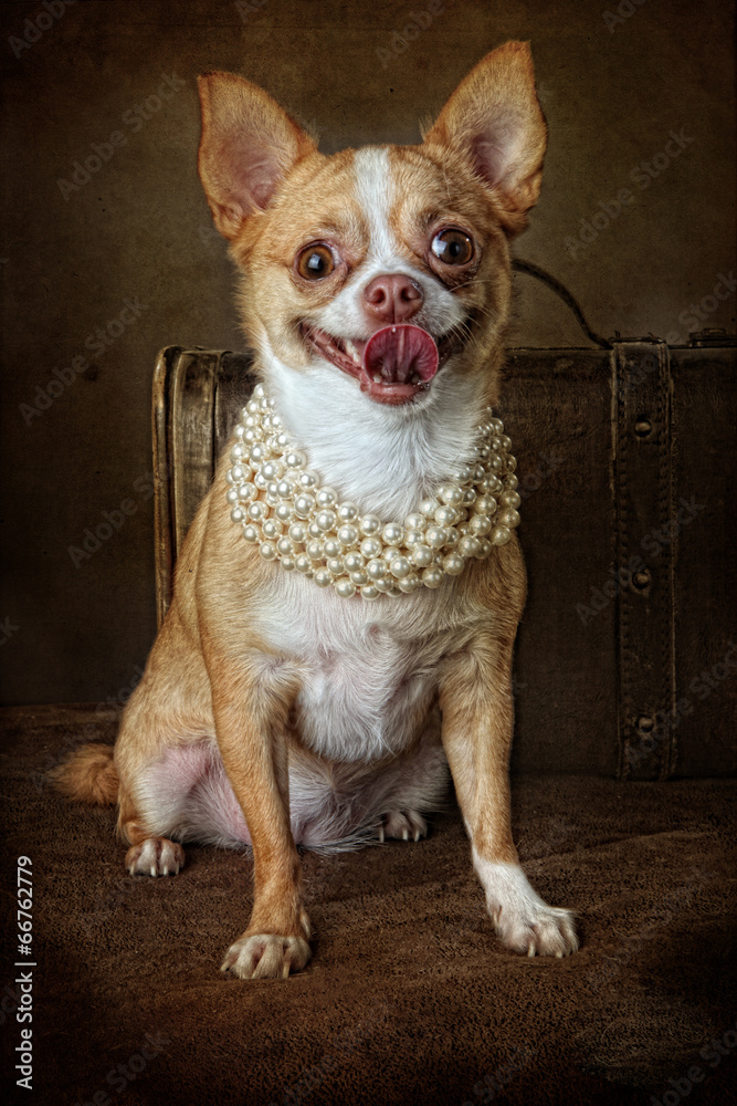 Rich Dog Stock Photo | Adobe Stock