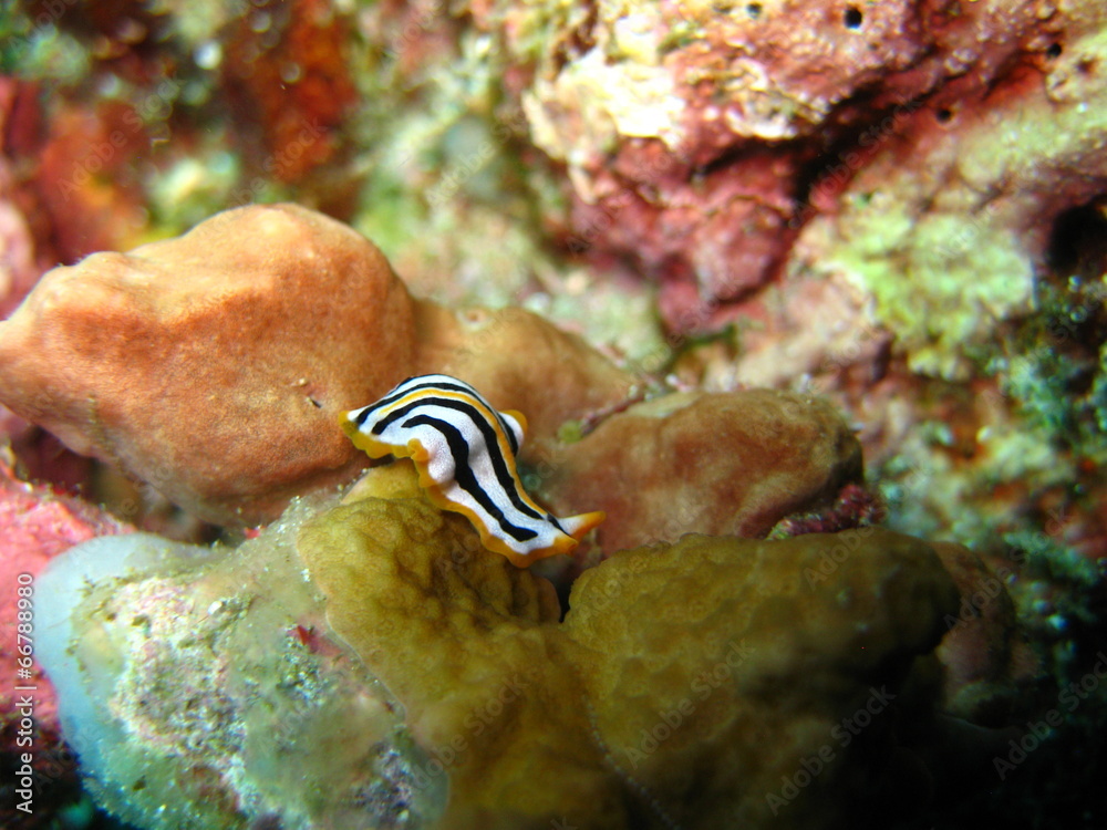 Strudelwurm Stock-Foto | Adobe Stock