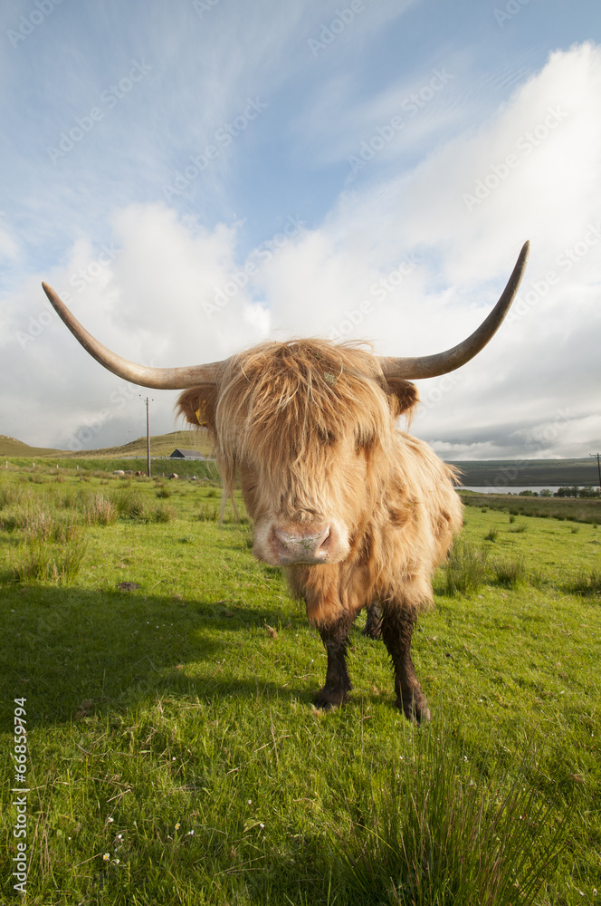 Fotografia do Stock: Schottisches Hochland Rind | Adobe Stock