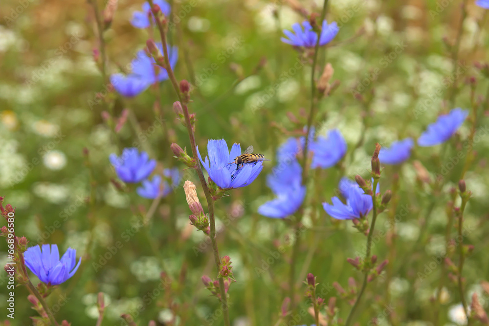 Chicory flower Stock Photo | Adobe Stock