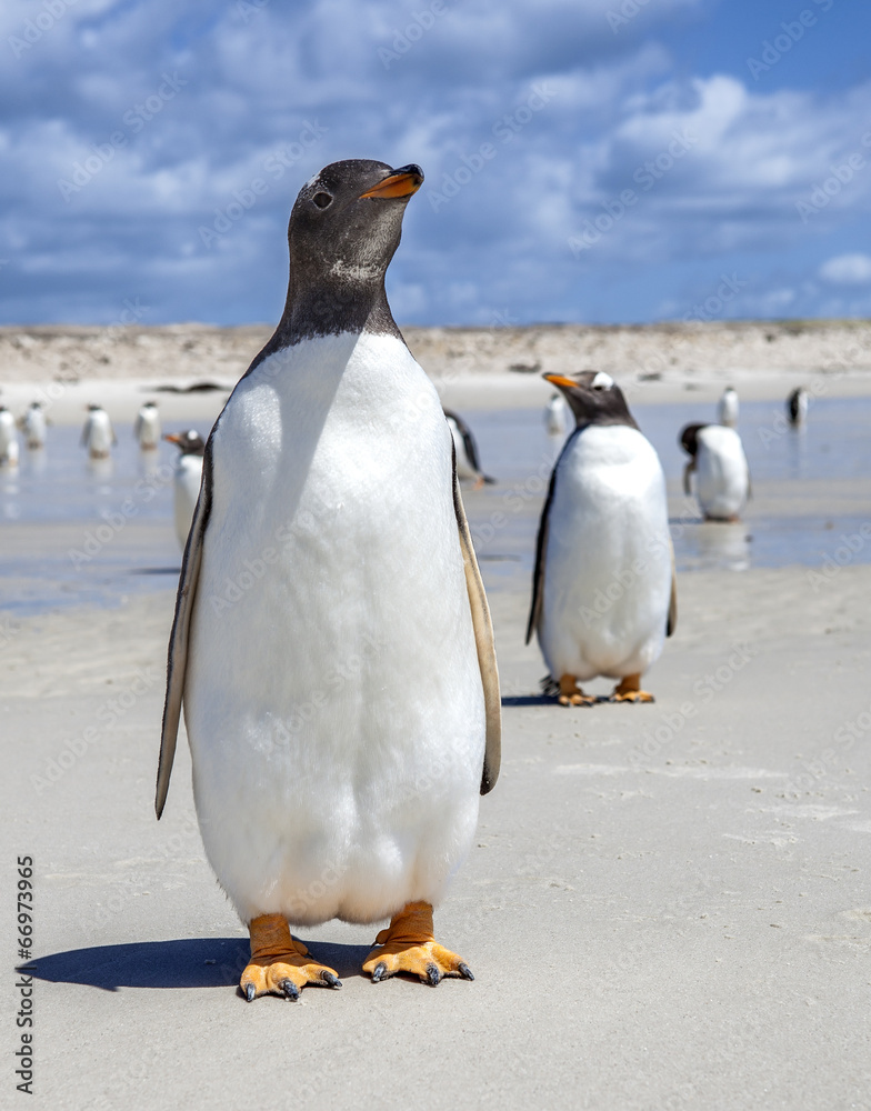 Two Gento Penguins one in front one in back in the Falkland Isla Stock ...