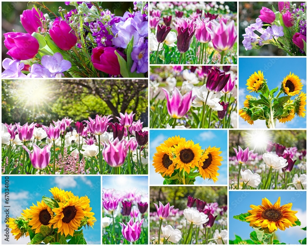 Blumen-Collage Stock-Foto | Adobe Stock