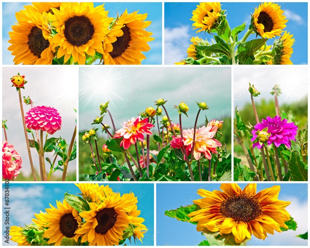 Blumen-Collage Stock-Foto | Adobe Stock