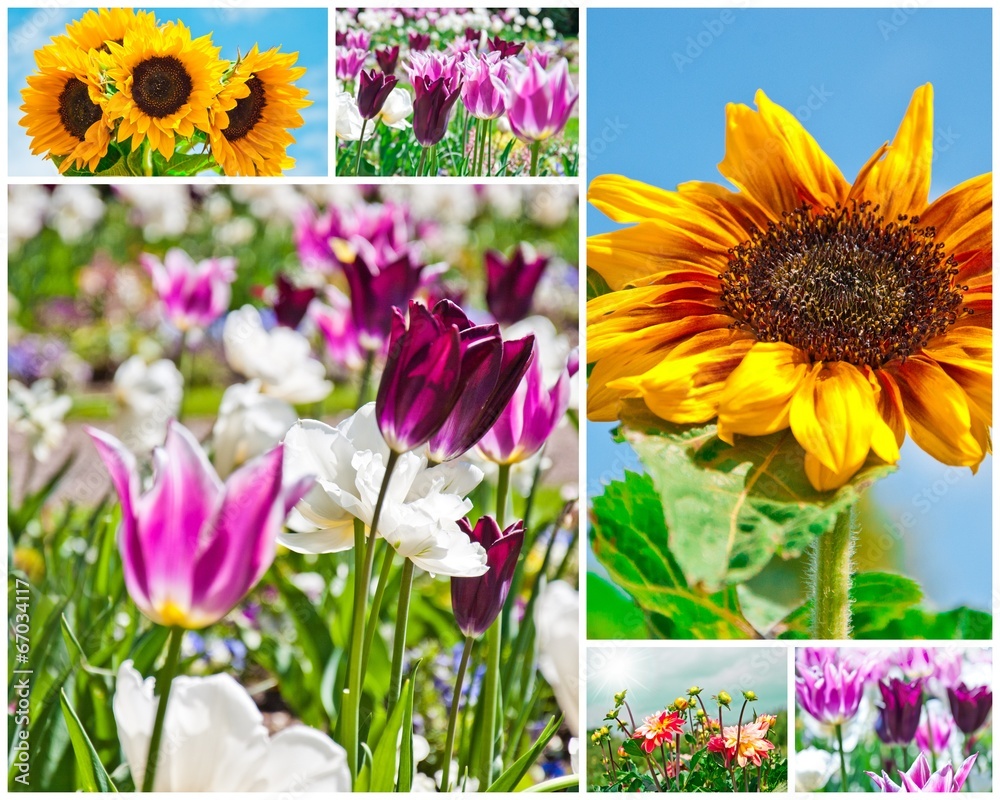Blumen-Collage Stock-Foto | Adobe Stock