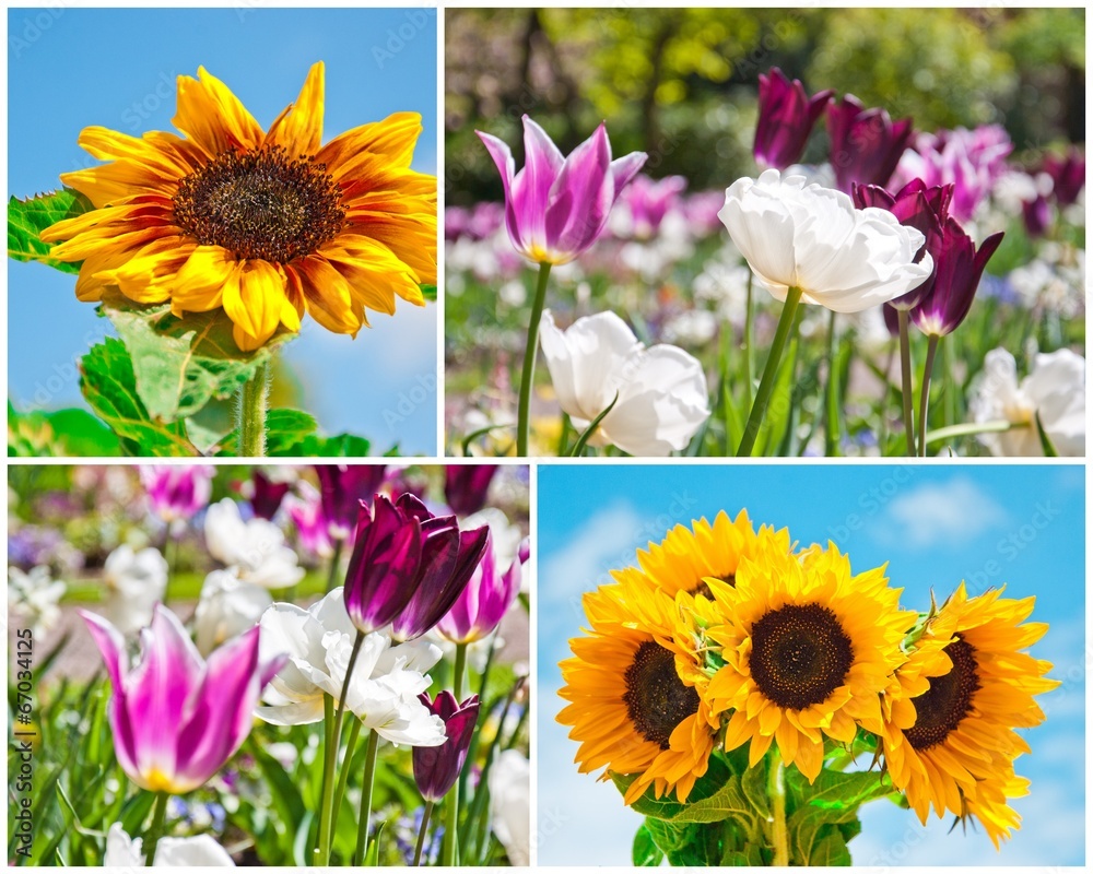 Blumen-Collage Stock-Foto | Adobe Stock