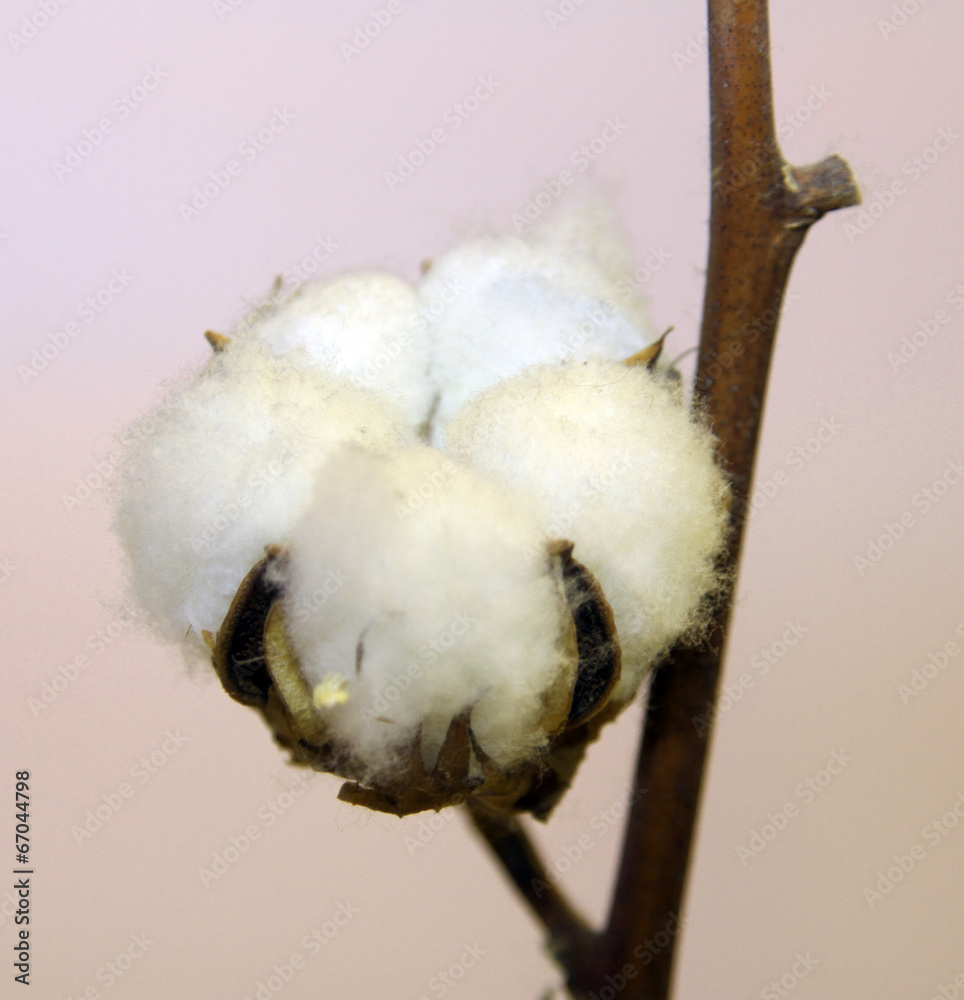 Cotton Boll With Plant