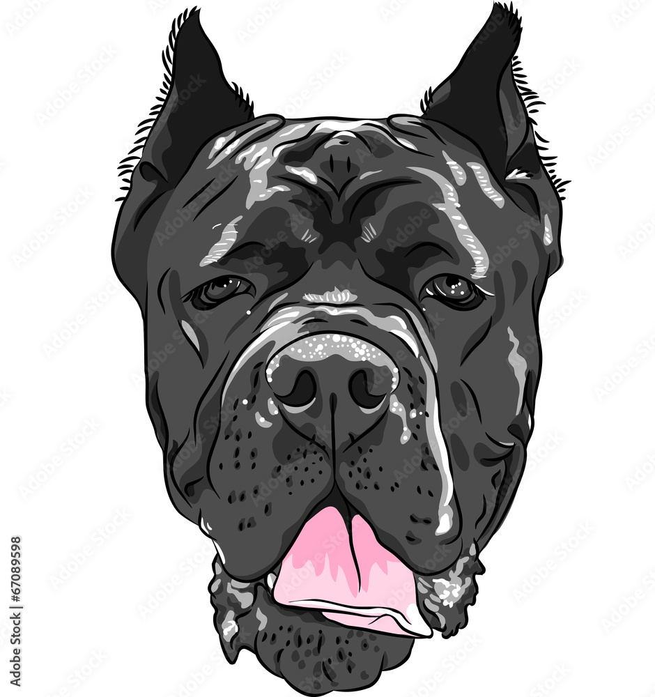 vector black Cane Corso, Italian breed of dog Stock-Vektorgrafik ...