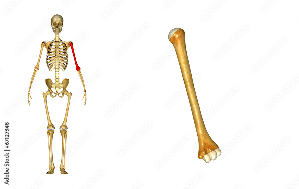 Poster Left Humerus – Wall Art | UkPosters