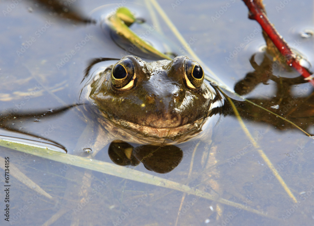 Grenouille verte Stock Photo | Adobe Stock