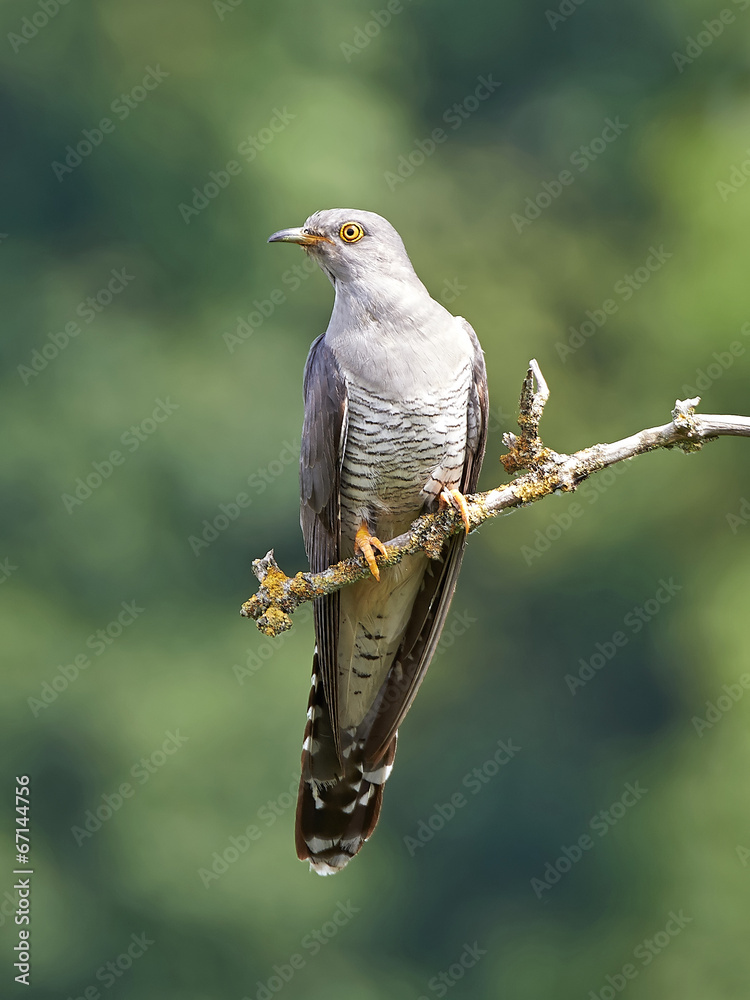 Common Cuckoo (Cuculus canorus) Stock Photo | Adobe Stock