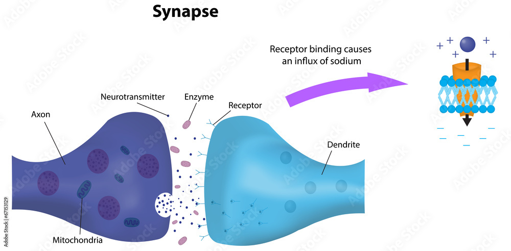 Synapse and Receptor Labeled Diagram Stock Illustration | Adobe Stock