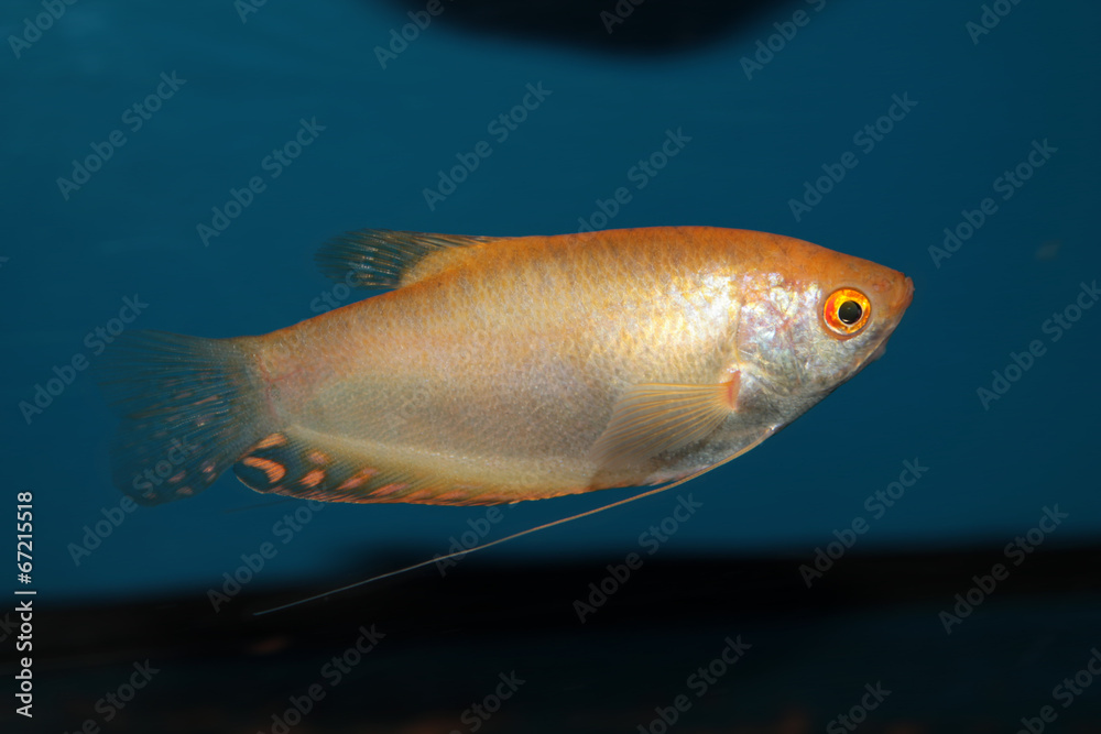 Gold Gourami