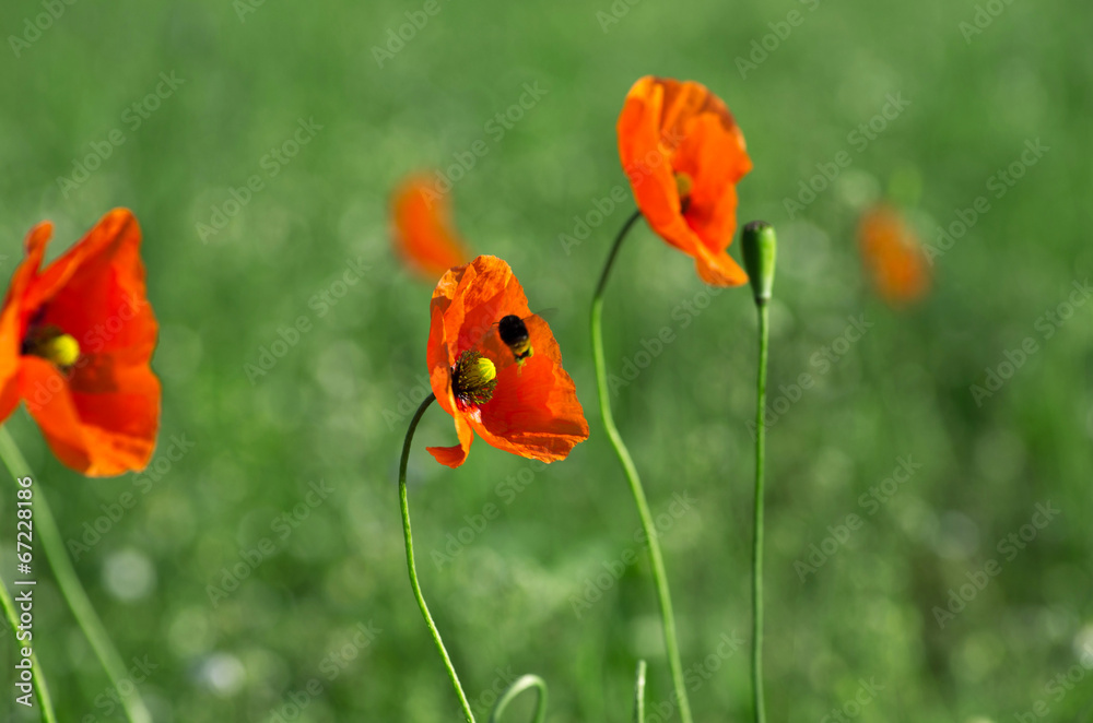 red poppy Stock Photo | Adobe Stock