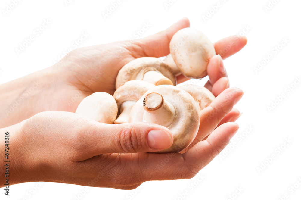 Female hands holding mushrooms. Stock Photo | Adobe Stock
