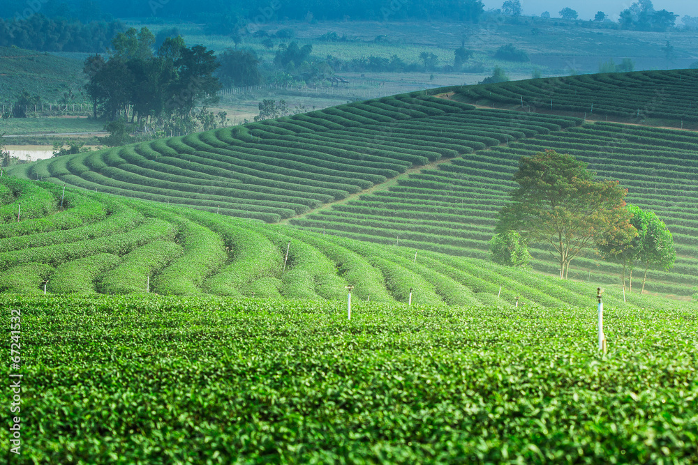 green tea plantation landscape Stock Photo | Adobe Stock