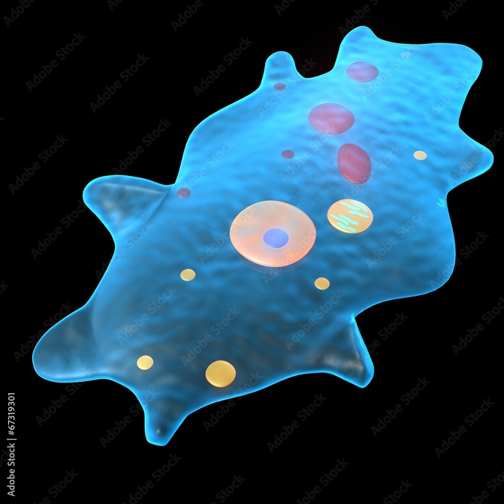 Amoeba Stock Photo | Adobe Stock