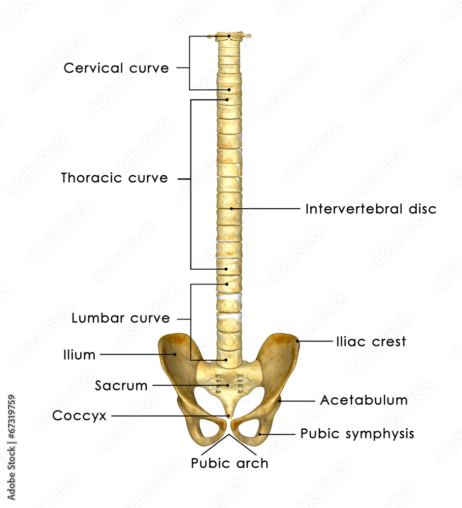Spinal cord with hip joint Stock Illustration | Adobe Stock