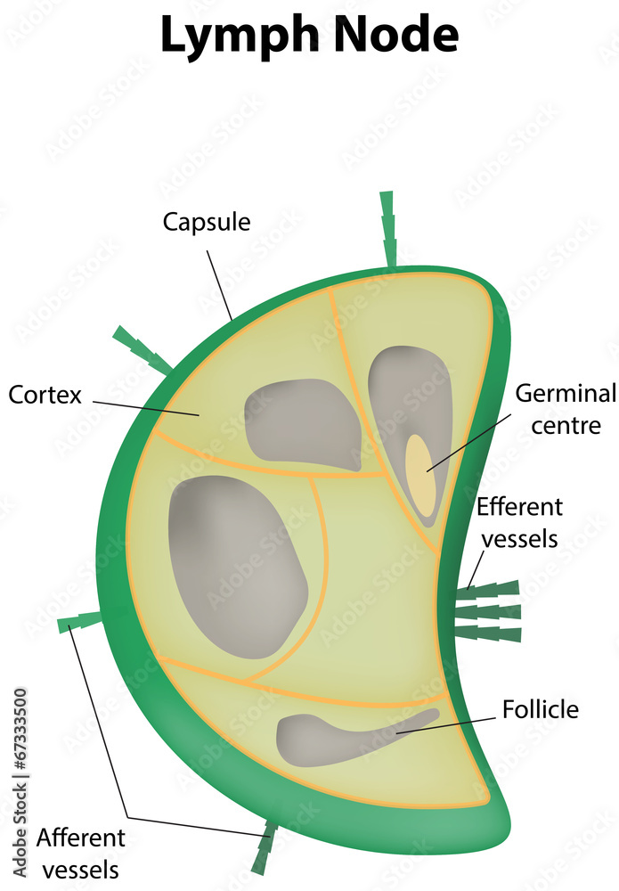 Lymph Node Labeled Diagram Stock Illustration | Adobe Stock