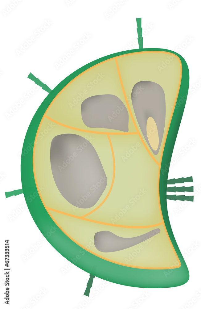 Lymph Node Labeled Diagram Stock Vector | Adobe Stock