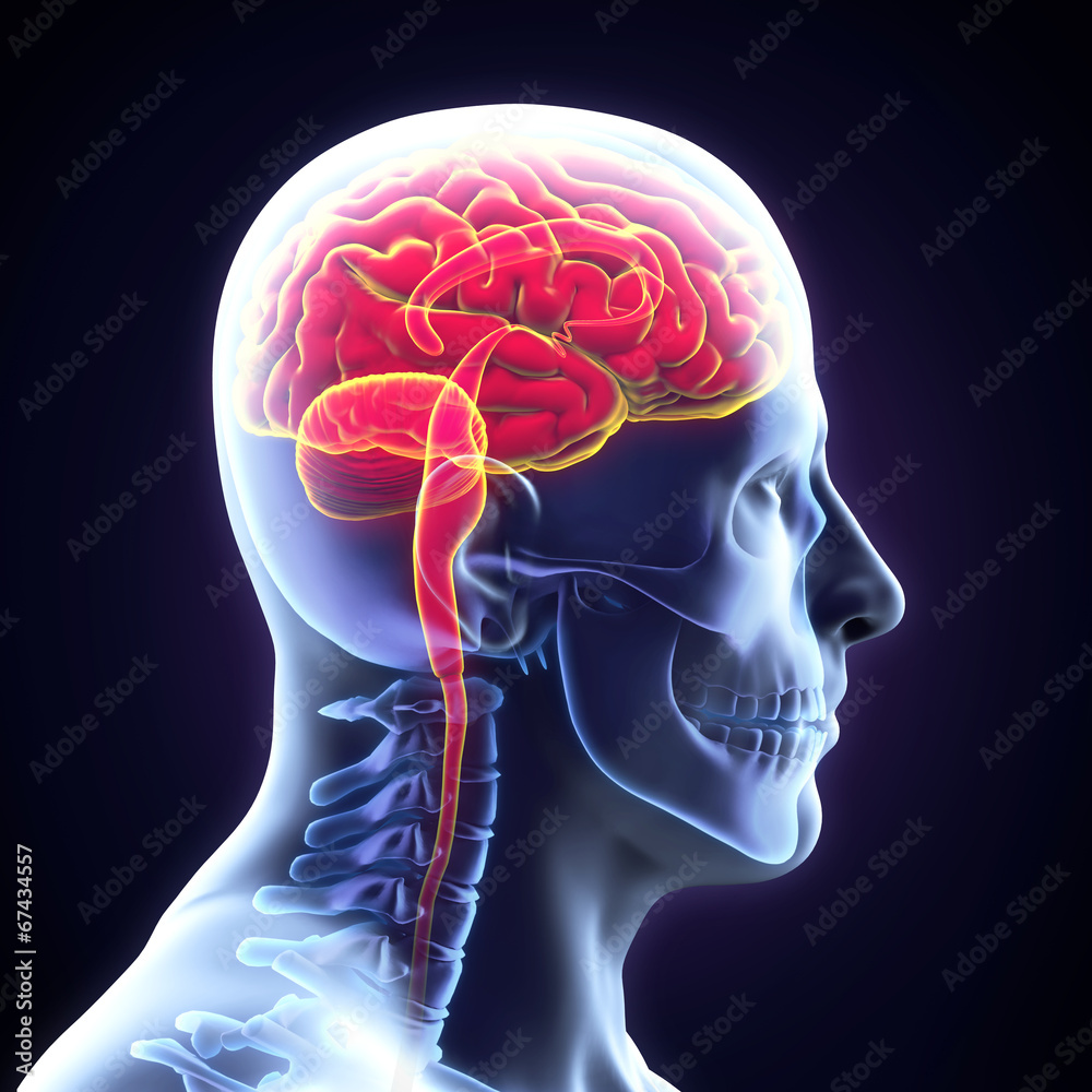 Human Brain Anatomy Stock Illustration | Adobe Stock