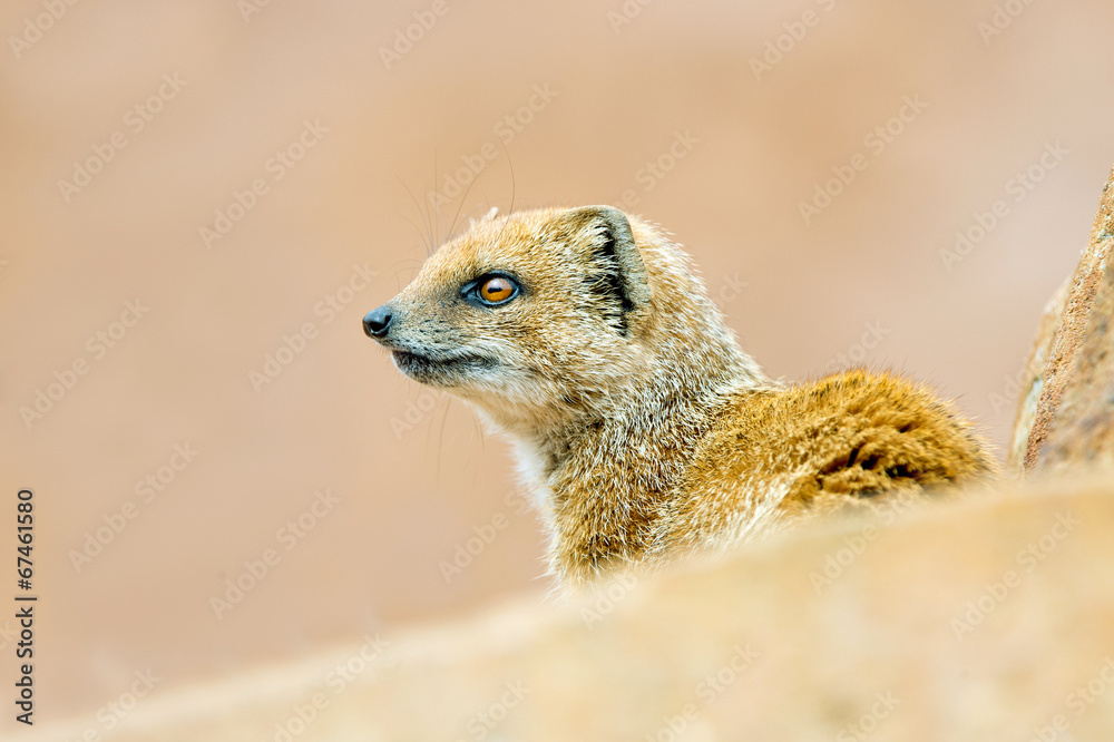 Yellow Mongoose Stock Photo | Adobe Stock
